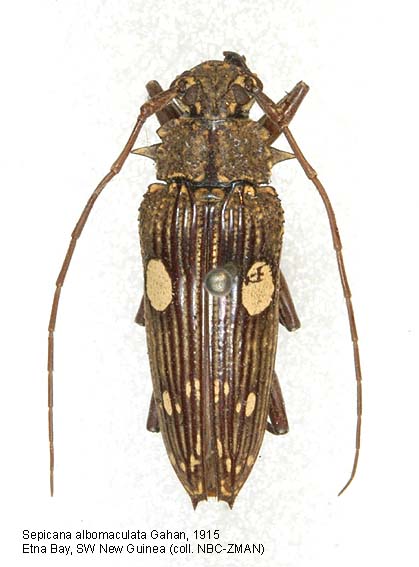 Papua Insects Foundation (Coleoptera/Cerambycidae/Lamiinae)